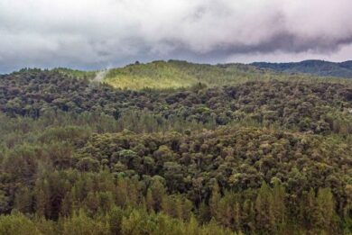 Proyecto de reforestación El Guásimo, Colombia - Descubre La Energia